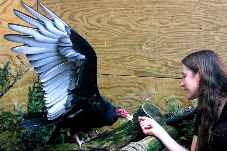 Katie Fallon, author of books on vultures and cerulean warblers, shares ...