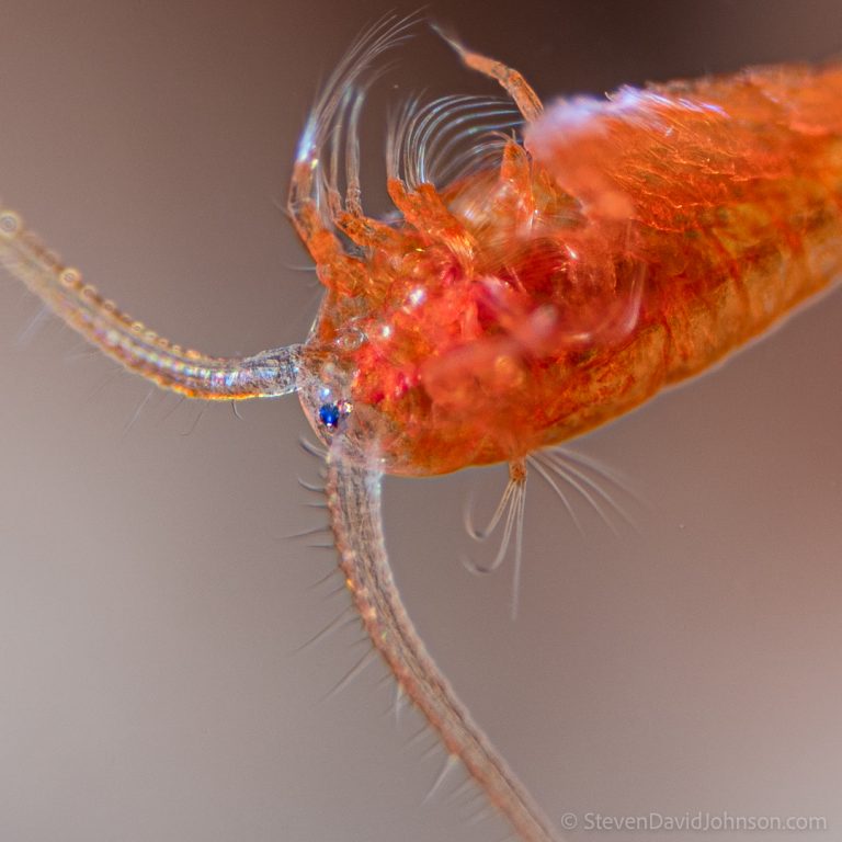 A photographer's quest to document the ephemeral world of vernal pools ...