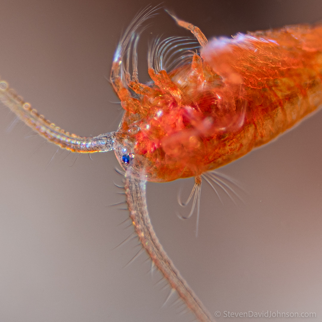 A photographer's quest to document the ephemeral world of vernal pools ...